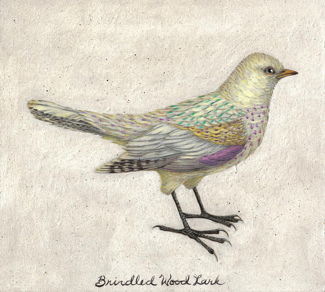 Fictional Bird Series - Andrew Leach Projects