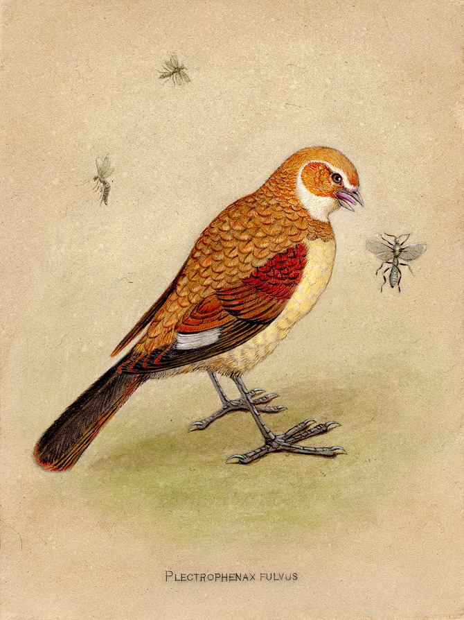 Fictional Bird Series - Andrew Leach Projects