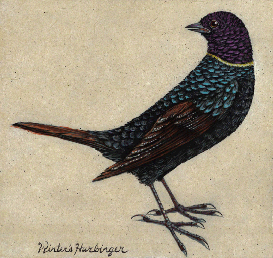 Fictional Bird Series - Andrew Leach Projects