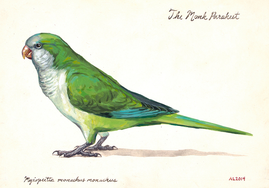 Monk Parakeet - Andrew Leach Projects