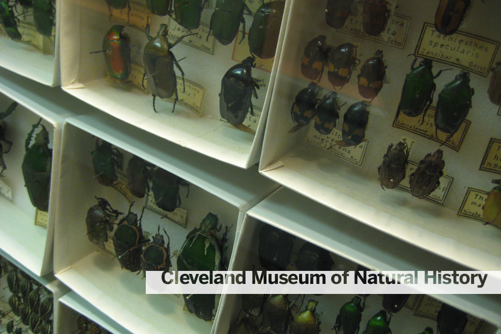 Cleveland Museum of Natural History - The Musaic Design Group