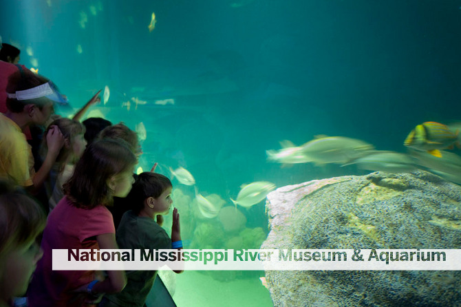 National Mississippi River Museum and Aquarium - The Musaic Design Group