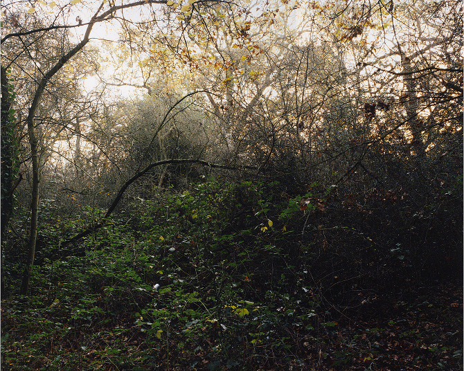 Madness and the Land - Beth Atkinson
