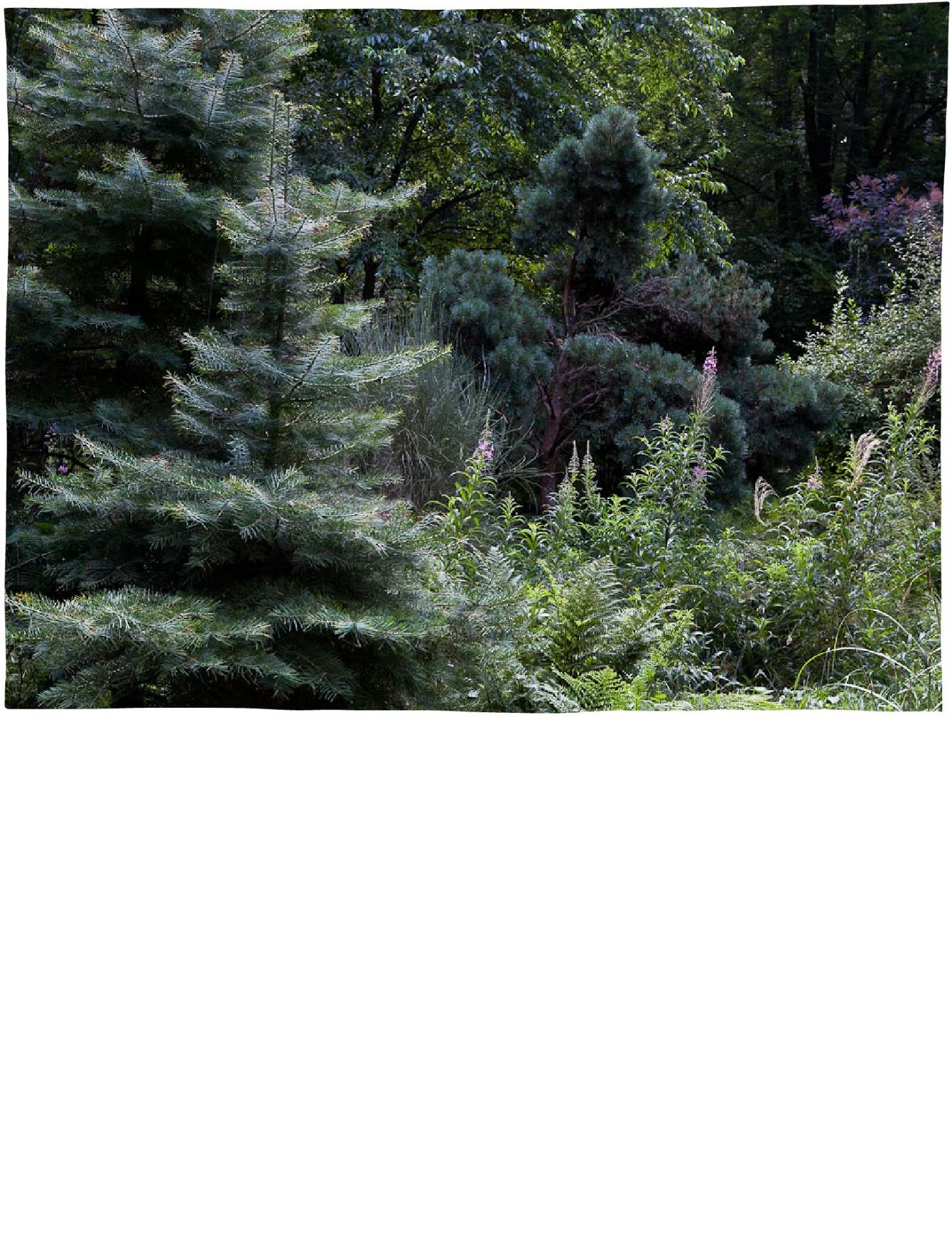 BAY OF DEW - Jan Minne