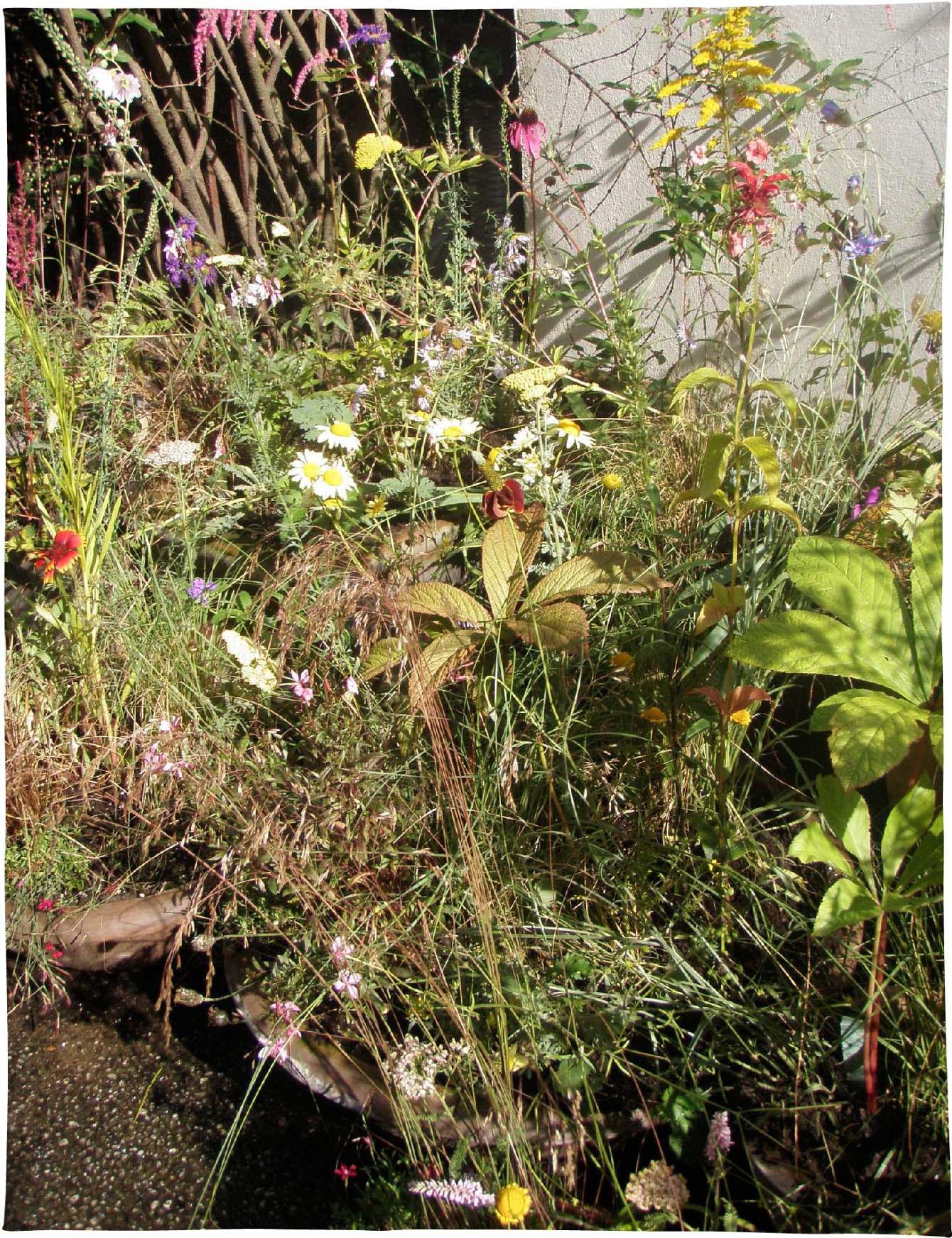 MILLE-FLEURS - Jan Minne