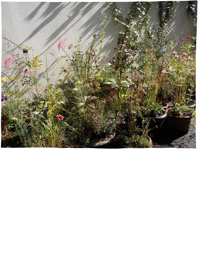 MILLE-FLEURS - Jan Minne