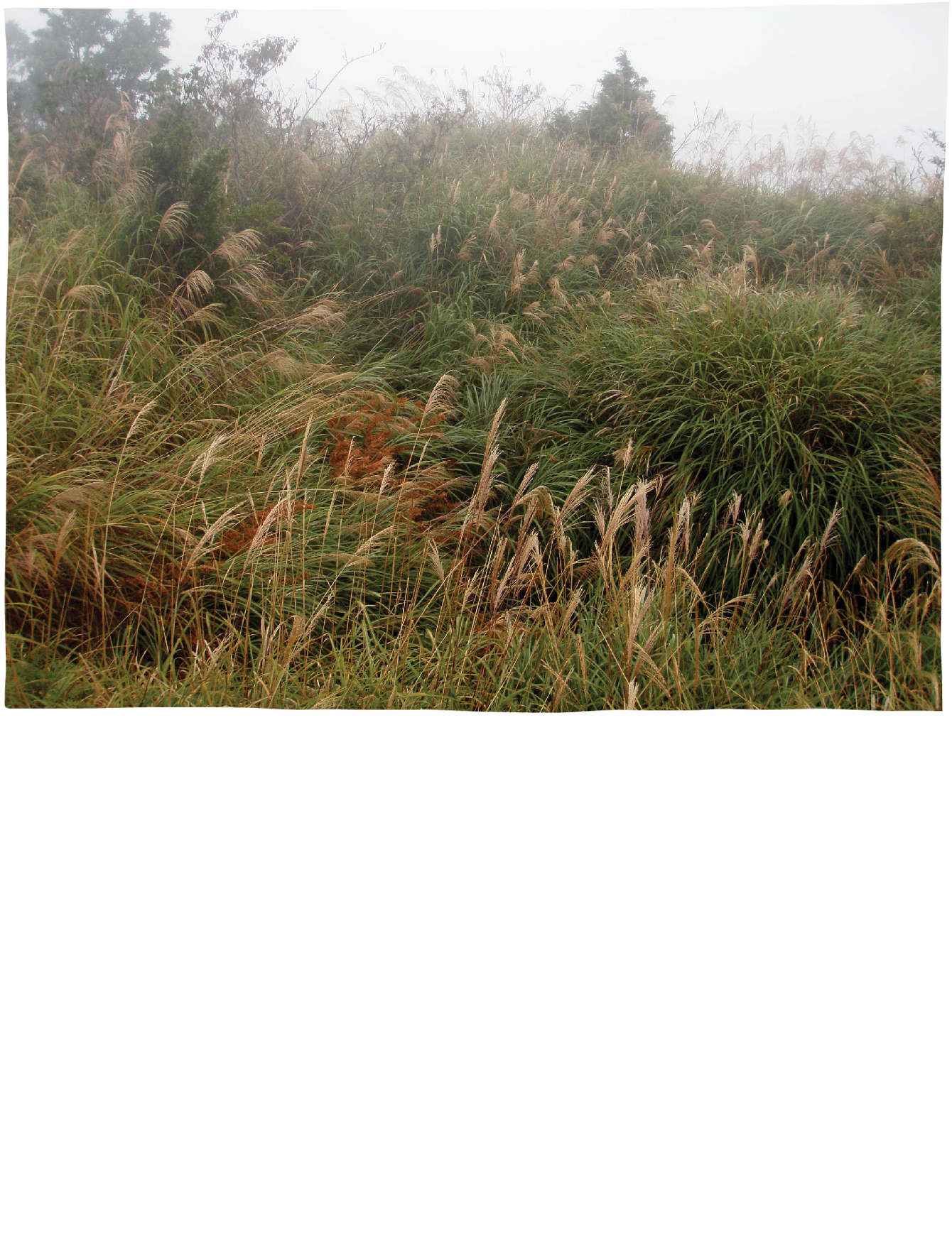 AQUARIUS - Jan Minne