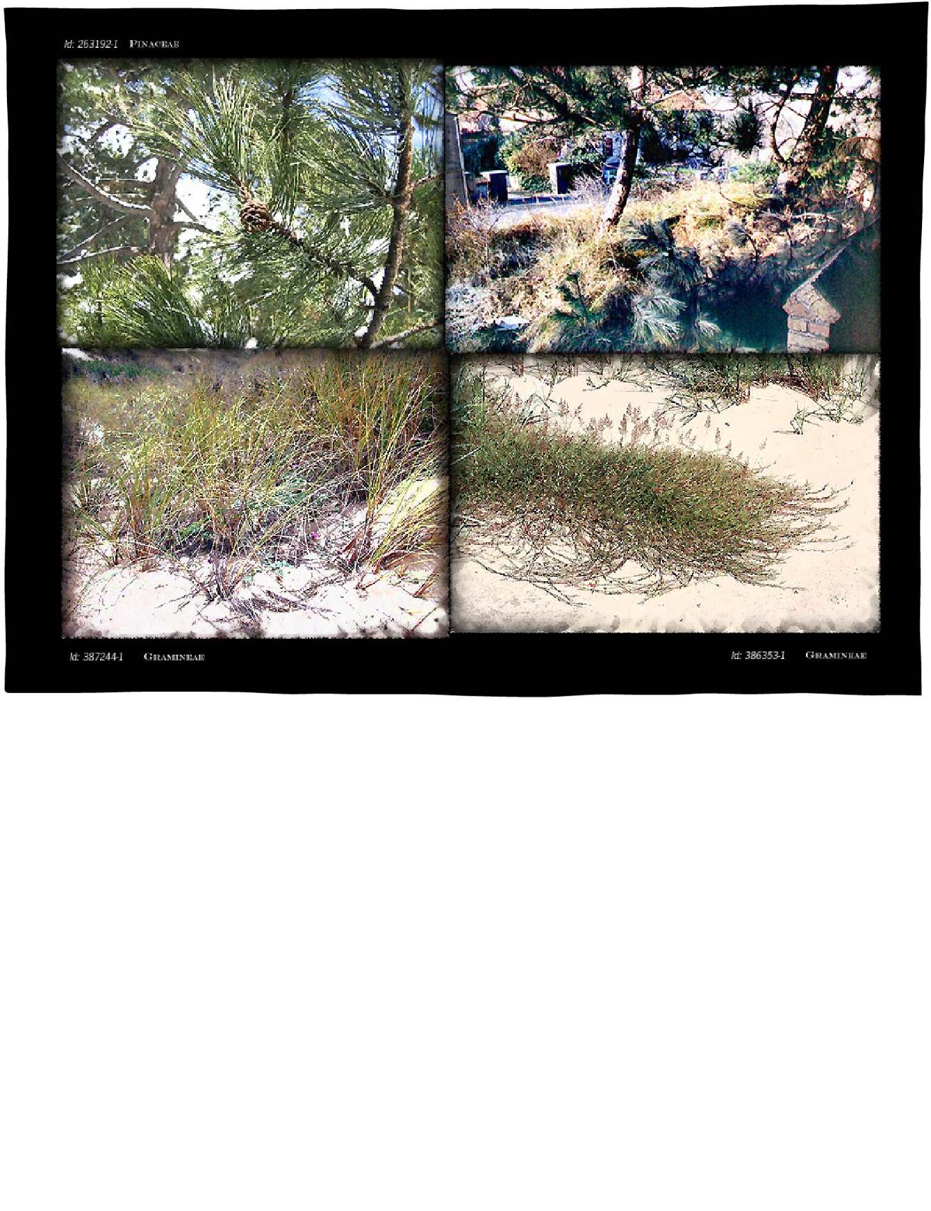 Retreat Garden - Jan Minne