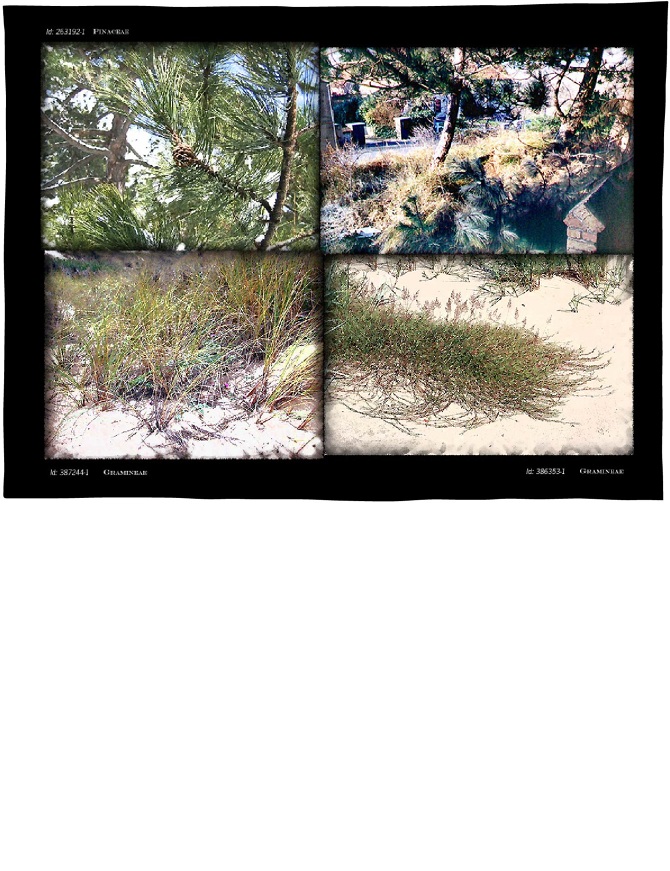Retreat Garden - Jan Minne