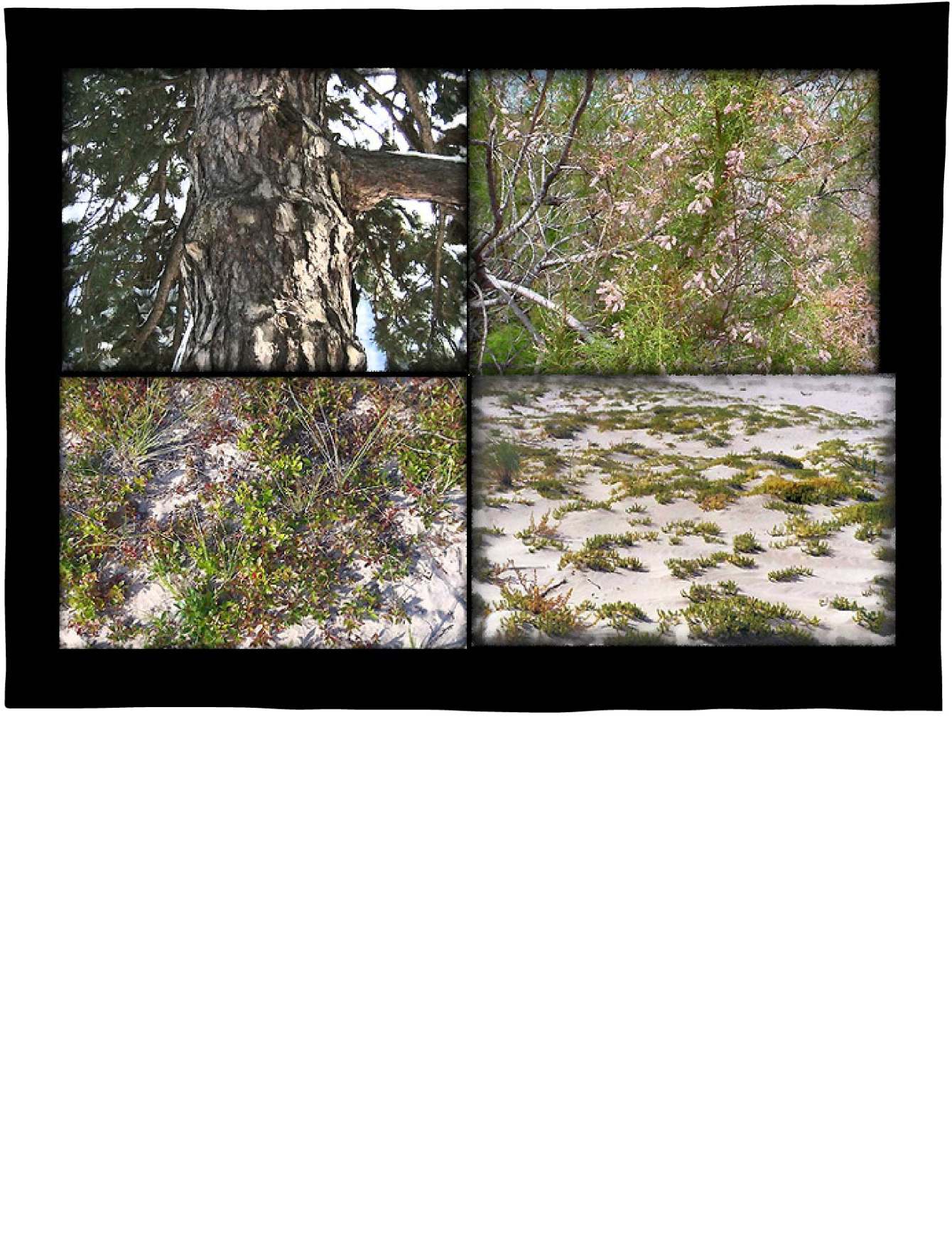 Retreat Garden - Jan Minne