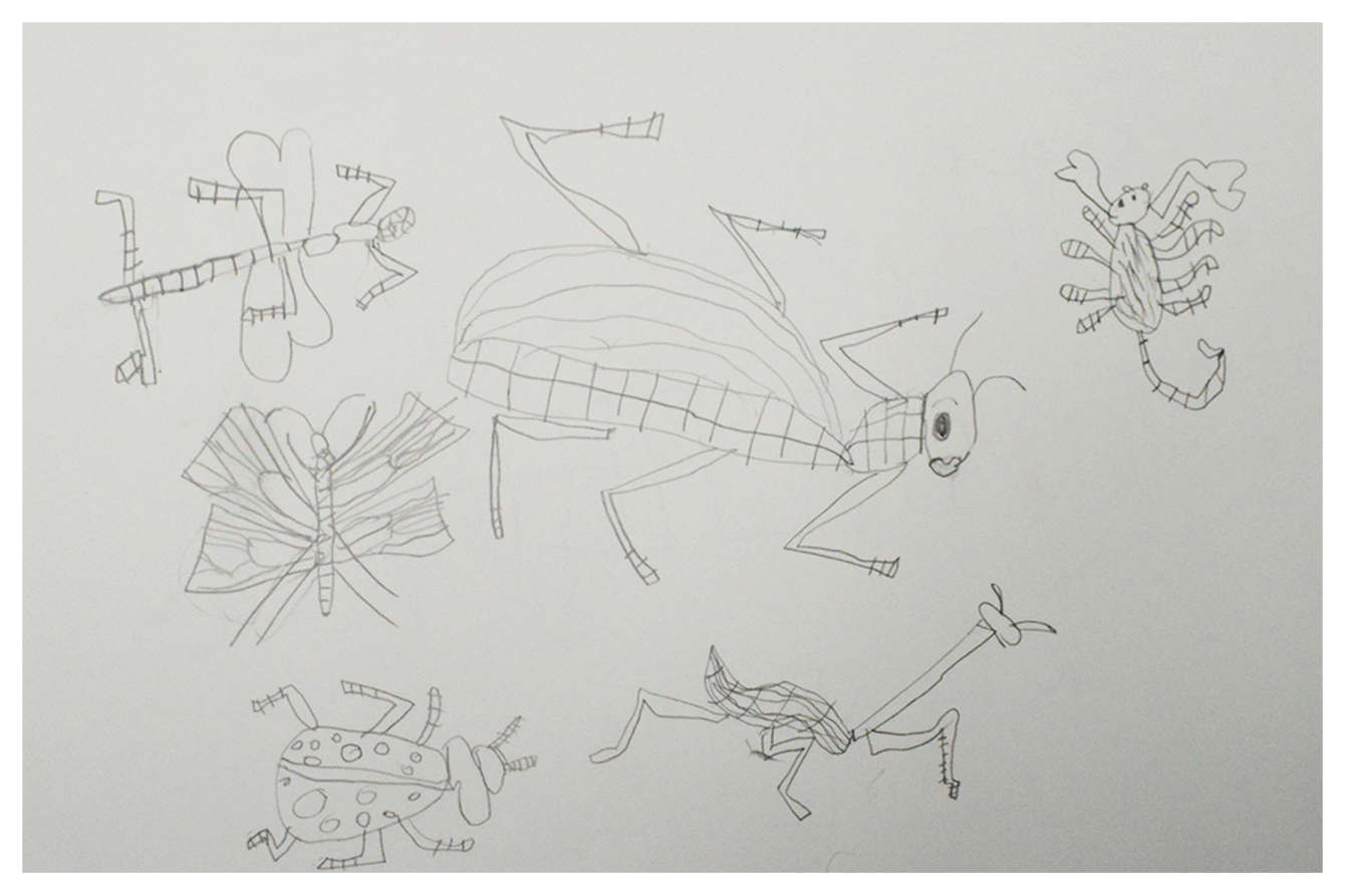 1st & 2nd Grade | Insect Observation Drawing - Fred Lee