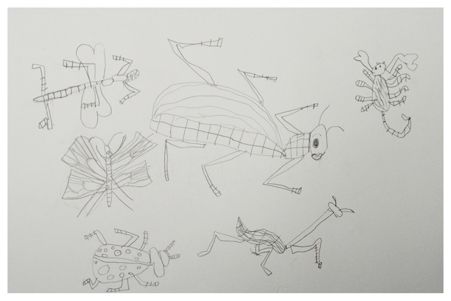 1st & 2nd Grade | Insect Observation Drawing - Fred Lee