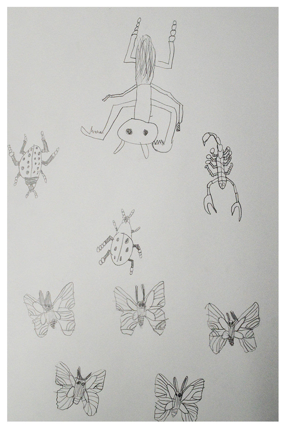1st & 2nd Grade | Insect Observation Drawing - Fred Lee