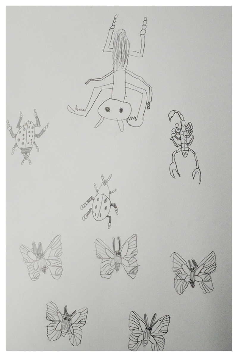 1st & 2nd Grade | Insect Observation Drawing - Fred Lee