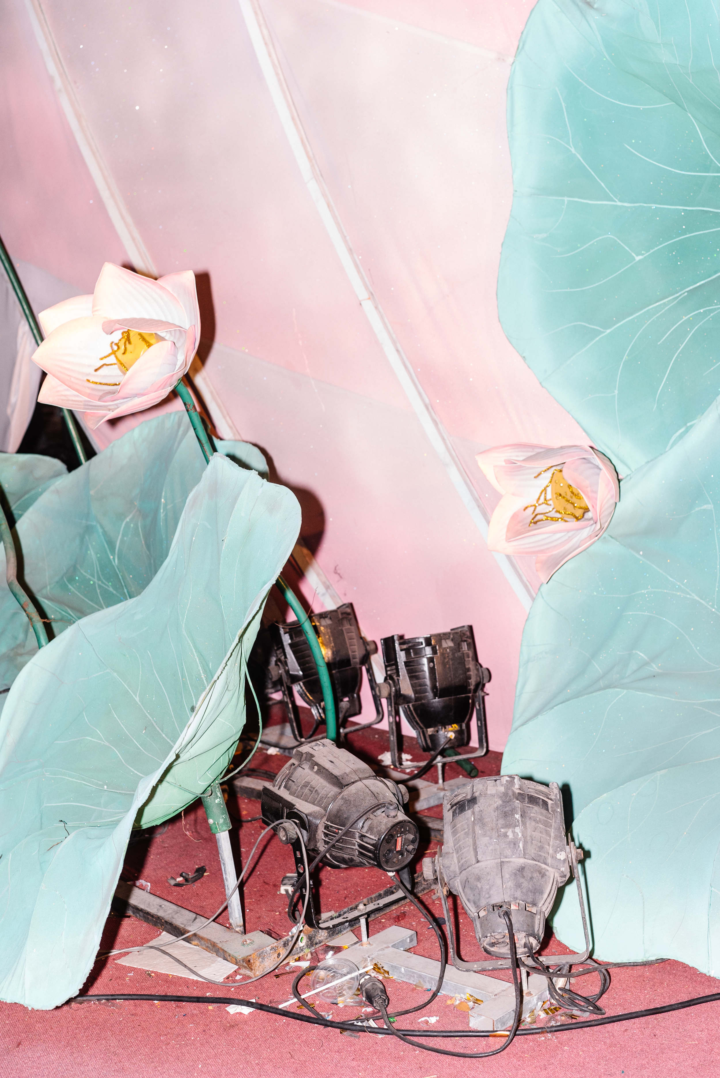Charlie surfs on Lotus Flowers - Simone Sapienza