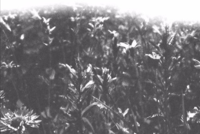 Emma Allain : graphic design &c