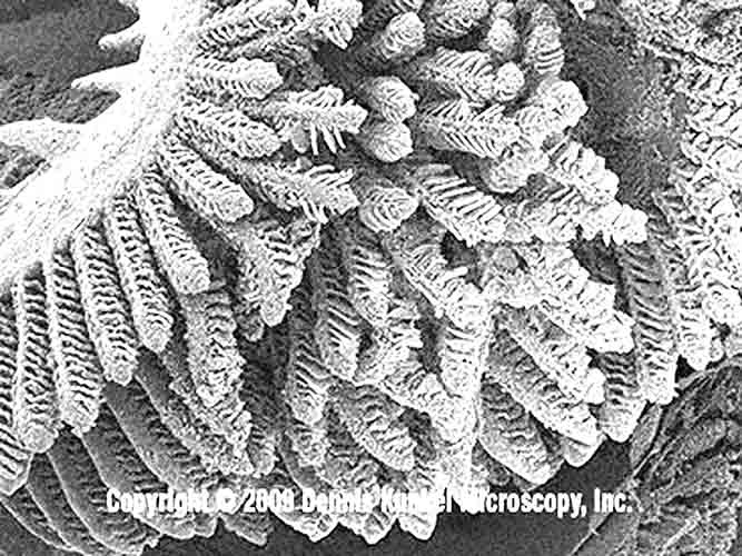 CICHLID GILL SCANNING ELECTRON MICROSCOPE IMAGE TO THREE DIMENSIONS ...