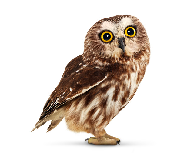 Telus Owls - Miho Matsuoka