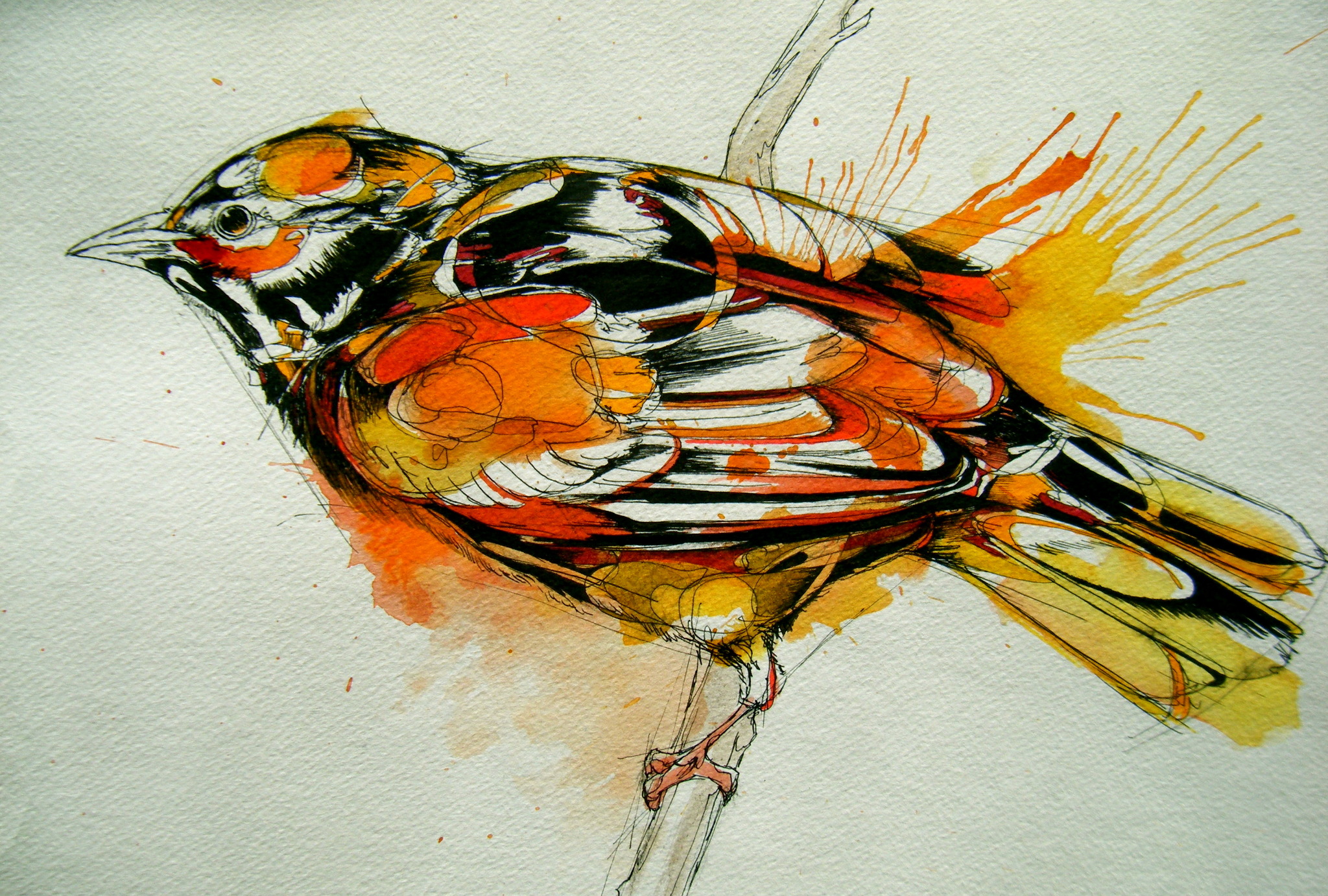 Baltimore Oriole - Finch Fight: Drawing & Illustration