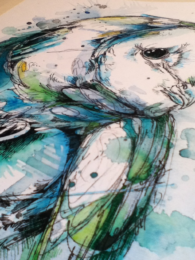 Turquoise Tyto - Finch Fight: Drawing & Illustration