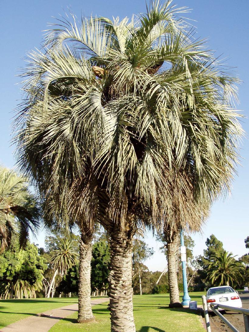 Butia capitata - plantas2
