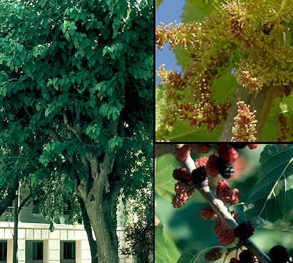 Morus spp. - plantas2