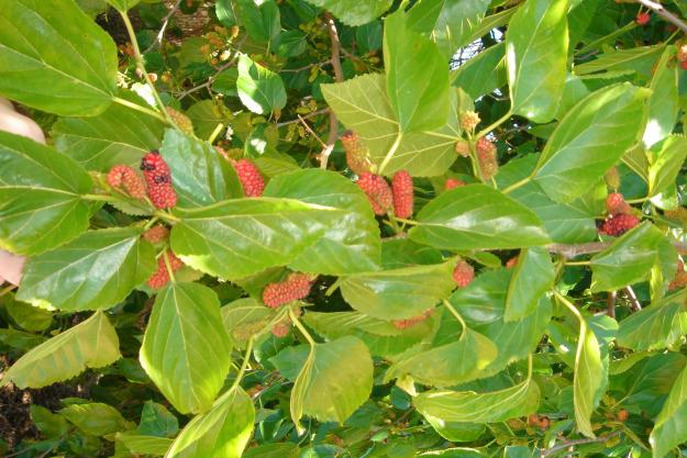 Morus spp. - plantas2