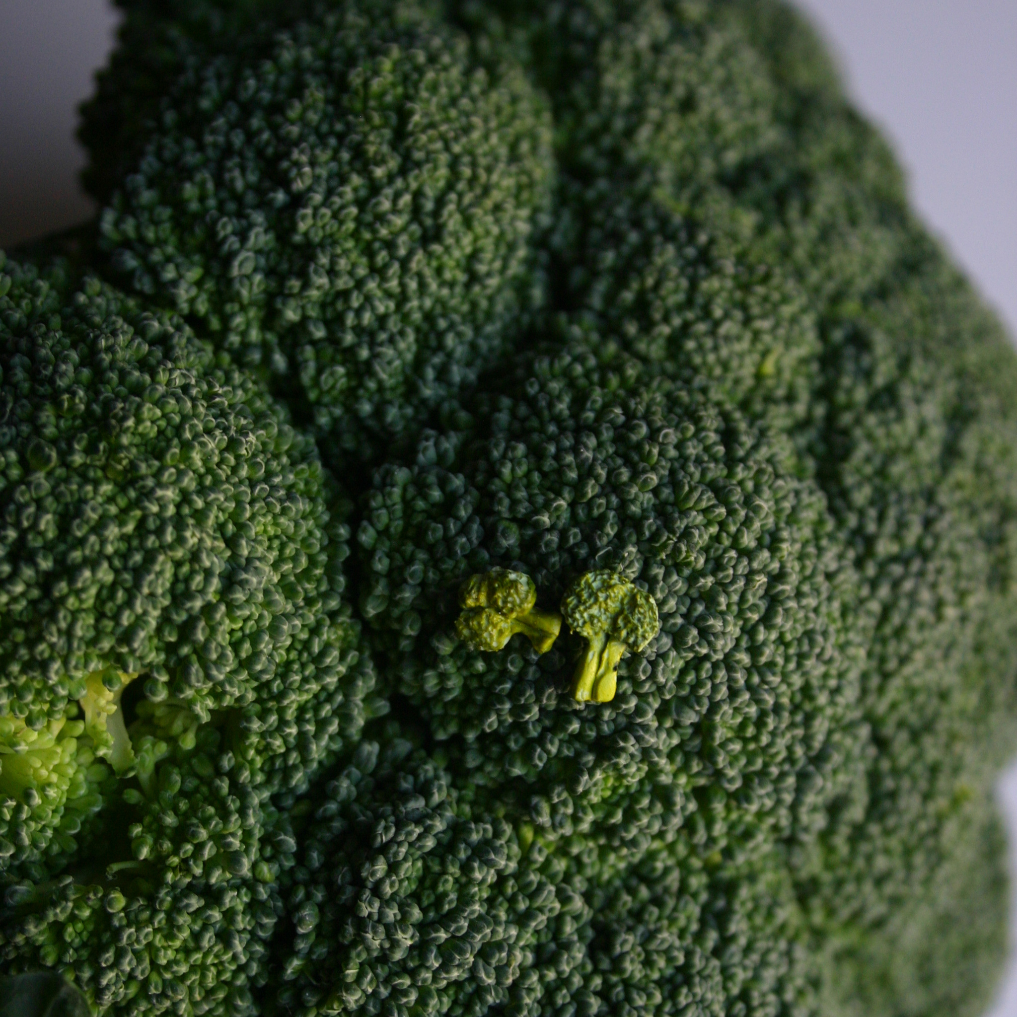 Broccoli - Joshua Lantzy