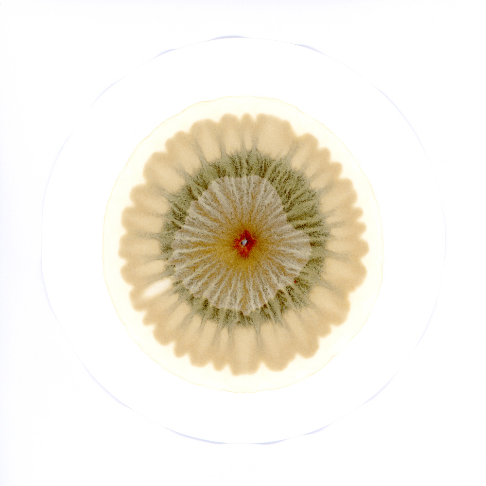 Soil Chromatography - Scott Hunter – Environmental Artist | New ...