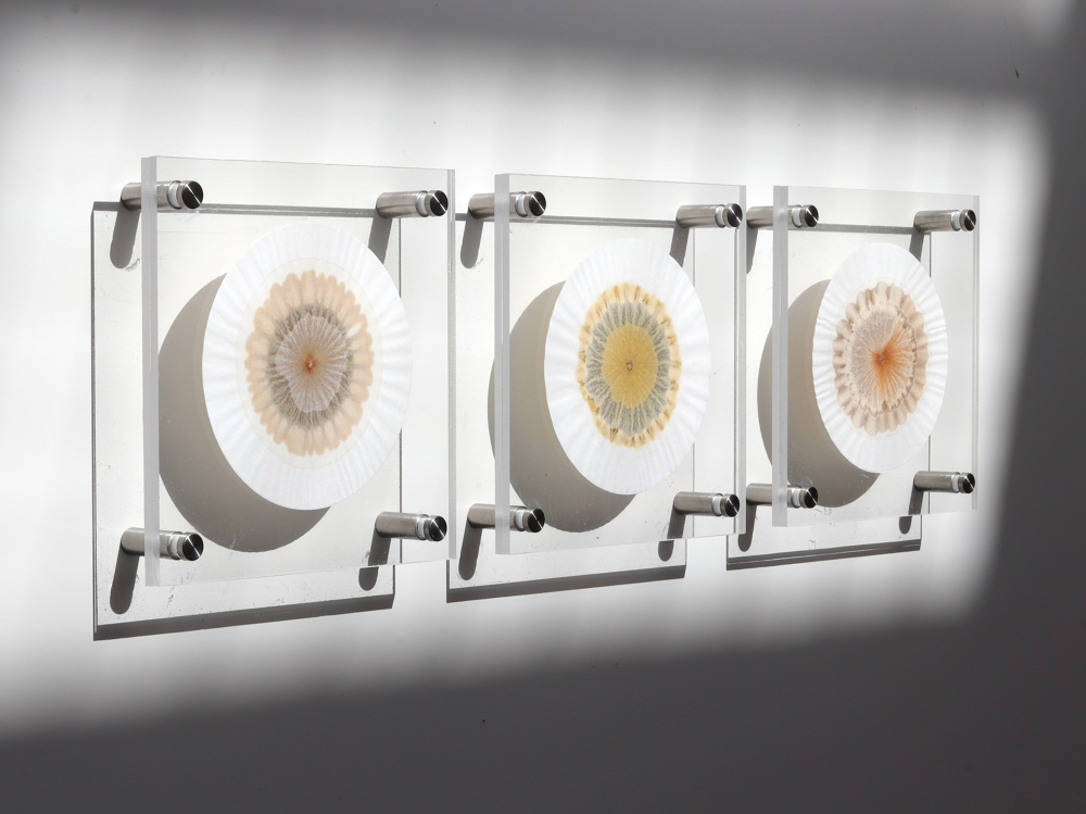 Soil Chromatography - Scott Hunter – Environmental Artist | New ...