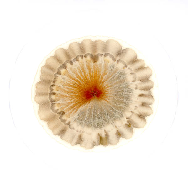 Soil Chromatography - Scott Hunter – Environmental Artist | New ...