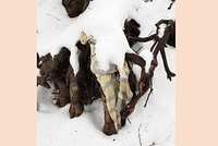 sympathetic objects - mediabus