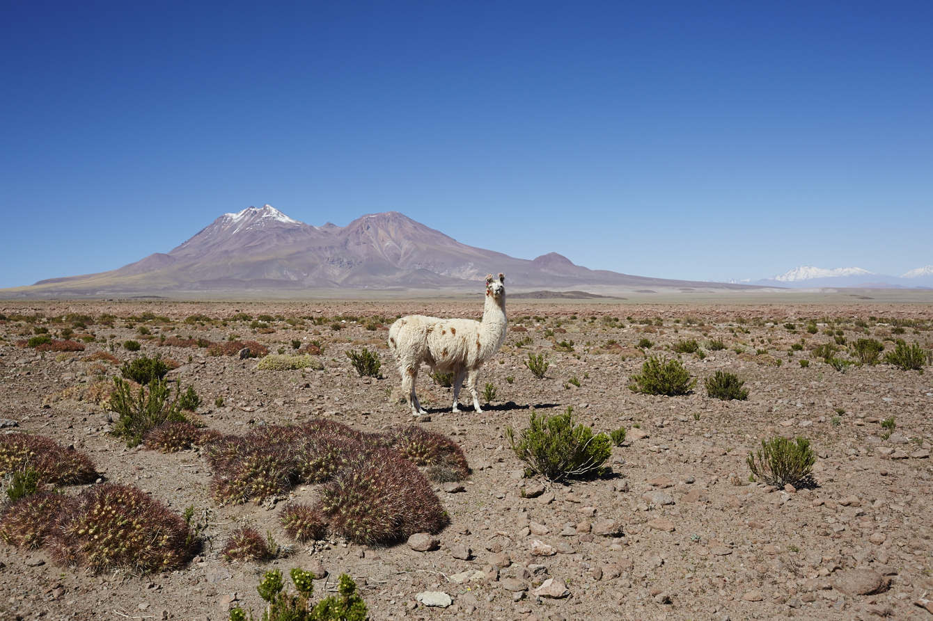 Atacama - Leila Jade