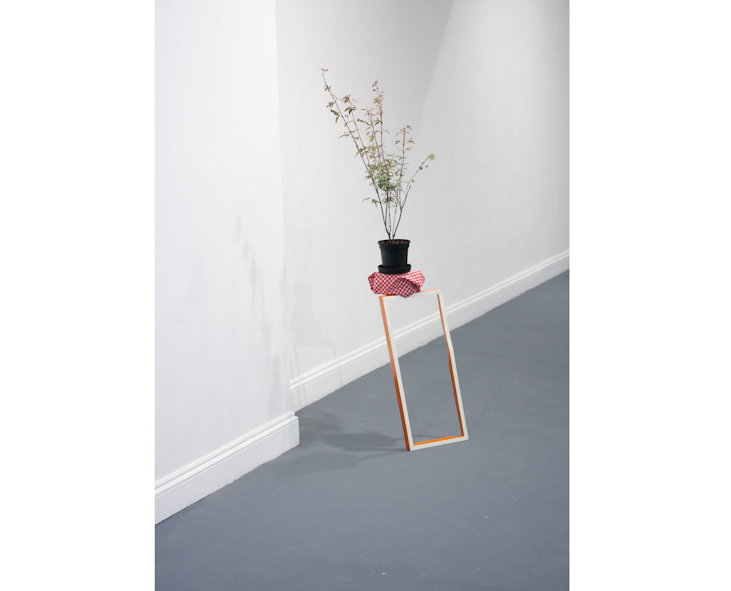 Angus-Hughes - Flore Nové-Josserand