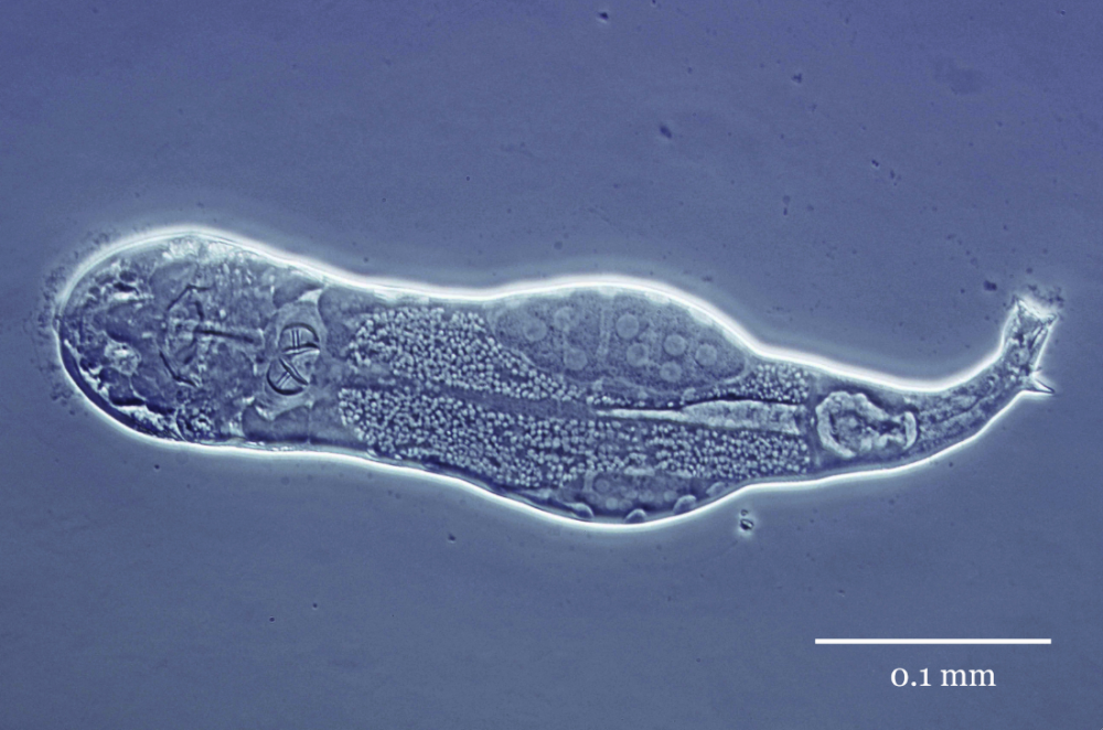 Rotifer Farm - Studio Genotype