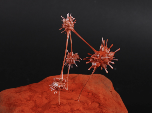 Space Bacteria - Studio Genotype