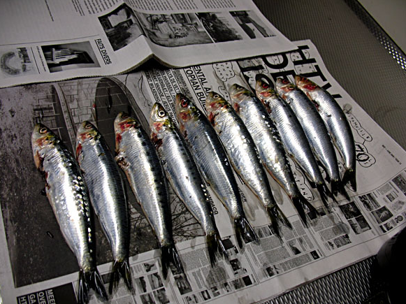 VACPAC FISH - tristancochrane.com