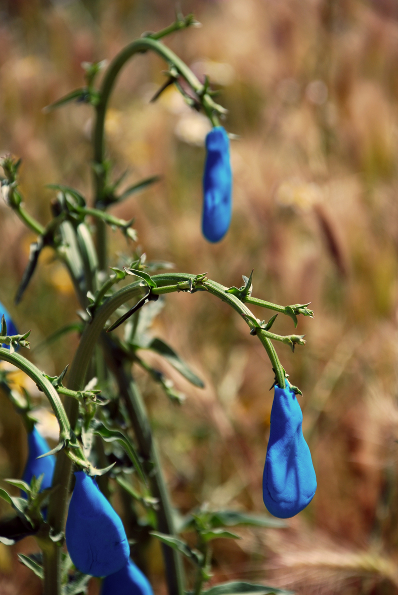 Crying Plants - Marina Molares