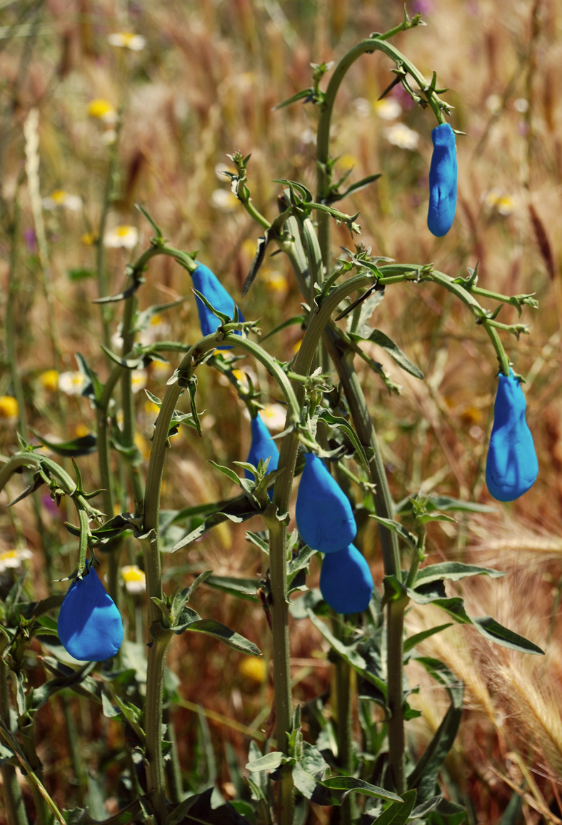 Crying Plants - Marina Molares
