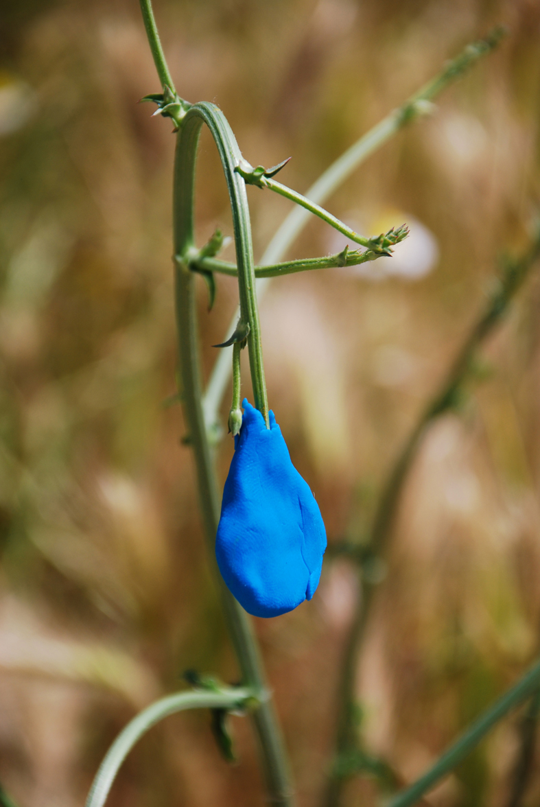 Crying Plants - Marina Molares