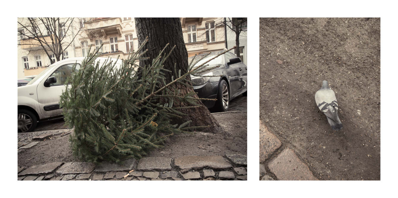 THE VERY SAD LIFE OF A PINE TREE - mariechatard