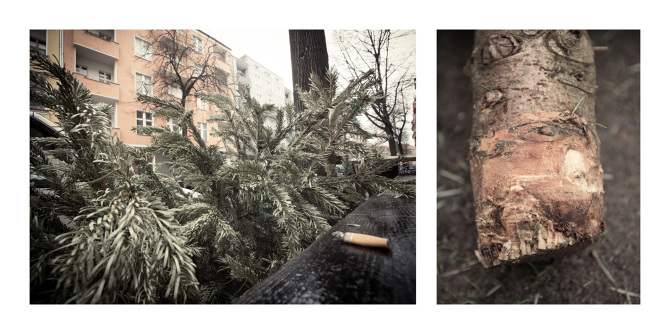 THE VERY SAD LIFE OF A PINE TREE - mariechatard