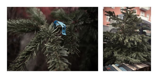 THE VERY SAD LIFE OF A PINE TREE - mariechatard