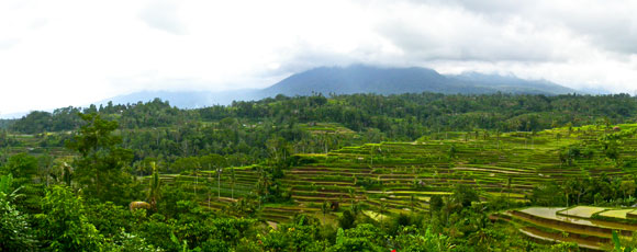 Kendedes Indonesia
