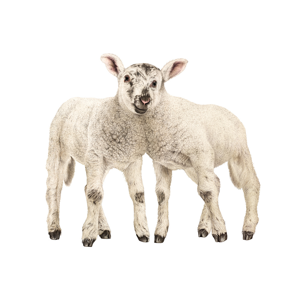 Weird but true: Extraordinary Animals - Ferdy Remijn