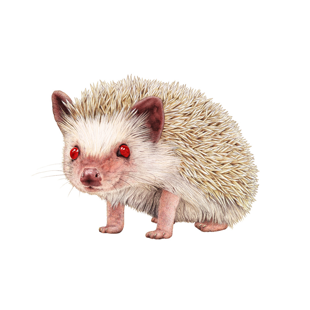 Weird but true: Extraordinary Animals - Ferdy Remijn