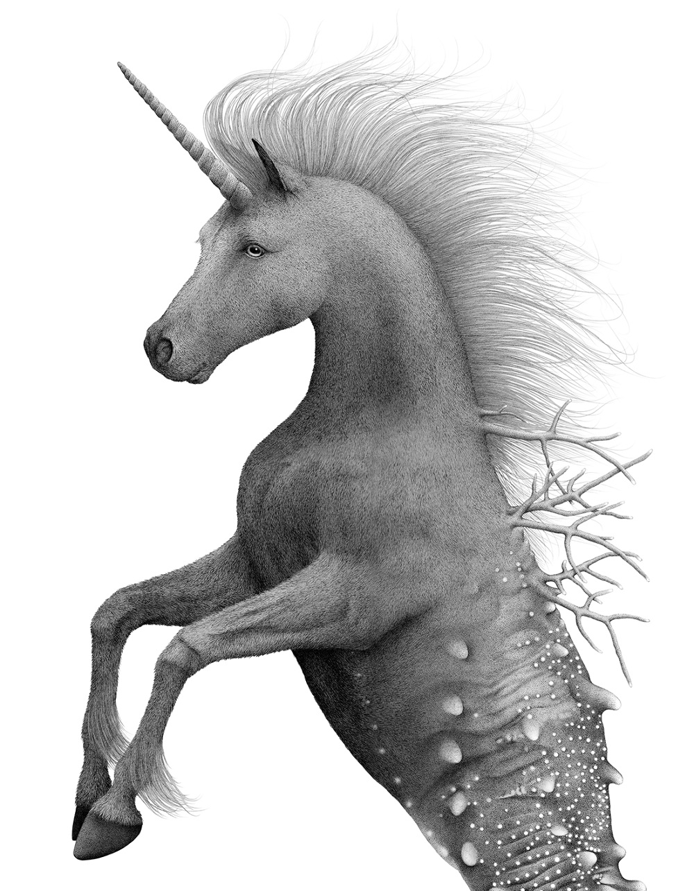 Seahorn - Ferdy Remijn