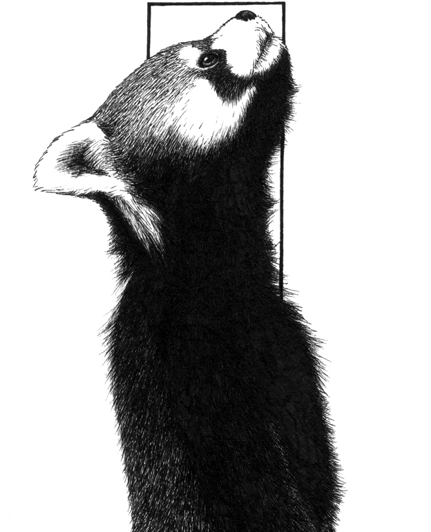 Animal typeface - Ferdy Remijn