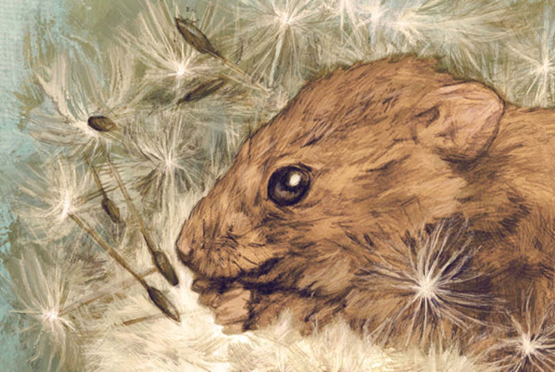 Thomas Softley Illustration