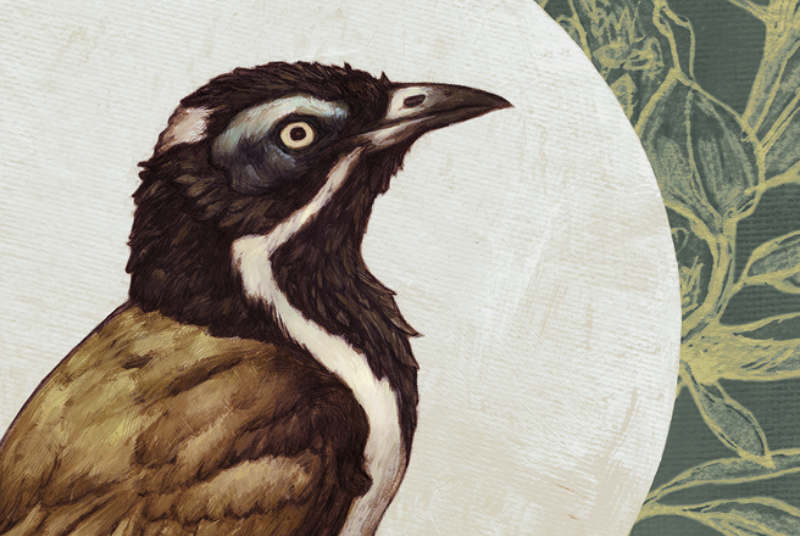 Thomas Softley Illustration